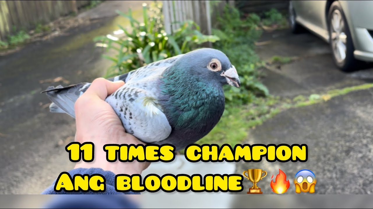 PANG GIFT BIRD NA KALAPATI ANG DAMI😱🐦 #unoloftpigeonracing # ...