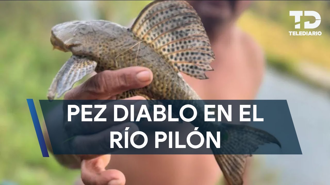 Detectan ejemplar de pez diablo en el río Pilón en General Terán - YouTube