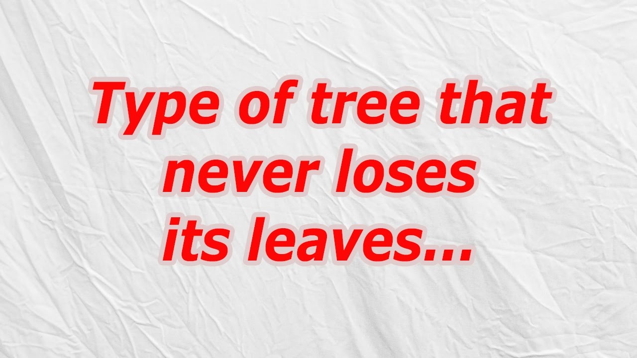 Type Of Tree That Never Loses Its Leaves CodyCross Crossword Answer YouTube type-of-tree-that-never-loses-its-leaves-codycross-crossword-answer-youtube