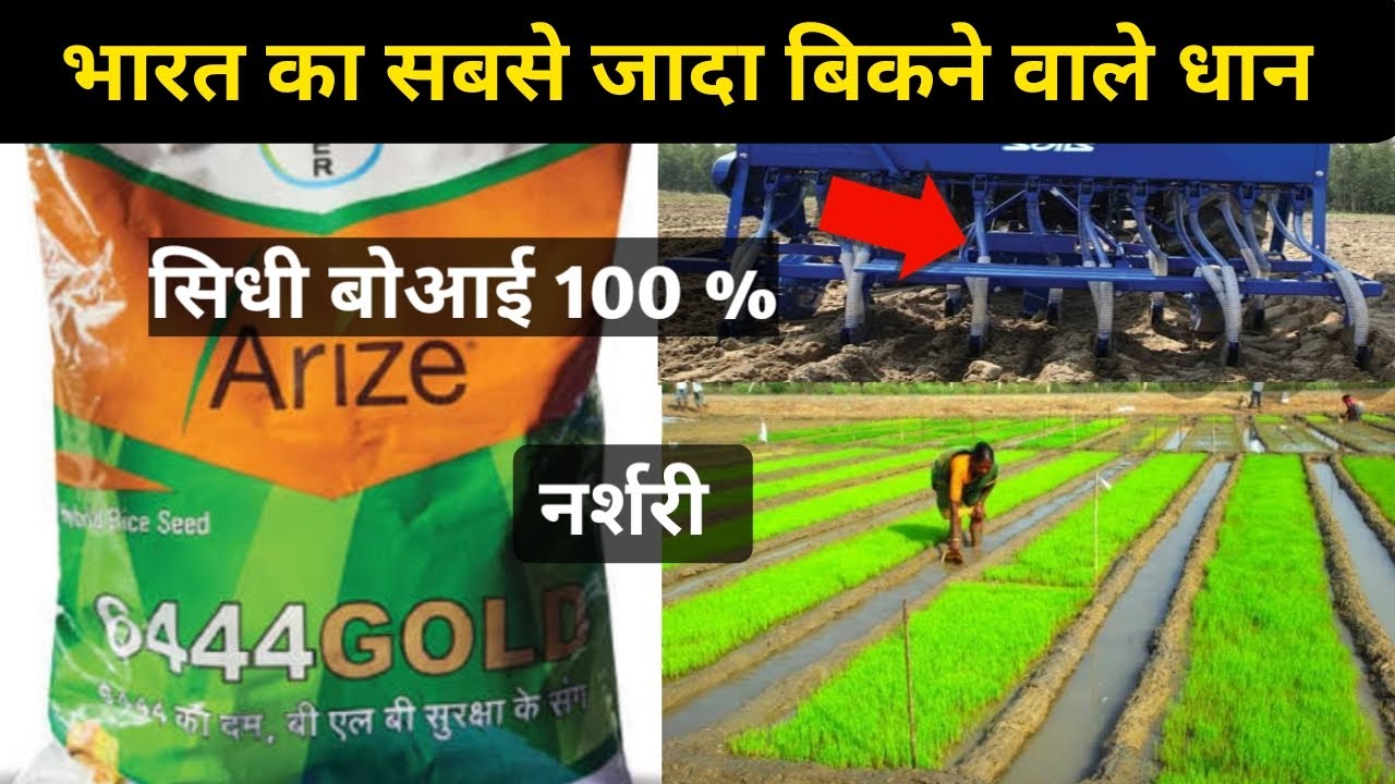 Arize 6444 Gold Hybrid Paddy Seed || भारत में सबसे ज्यादा बिकने वाली ...