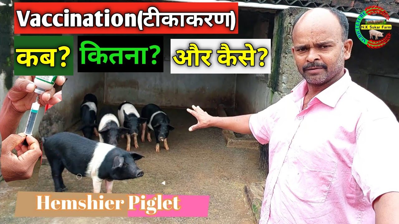 Pig Vaccine | How To Vaccine Pig | FMD Vaccination for Piglet | Suar ka ...