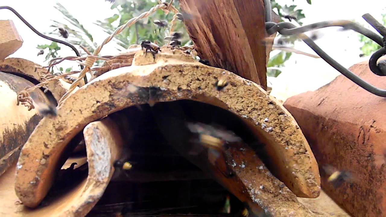 Melipona mandacaia Smith 2, coleta de espécimes para um trabalho ...