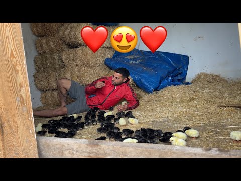 ÇİFTLİĞE 122 TANE CİVCİV ALDIM 😍😍