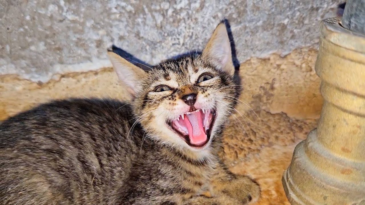Angry kitten hissing and hiding, the mother cat try to calm him - YouTube