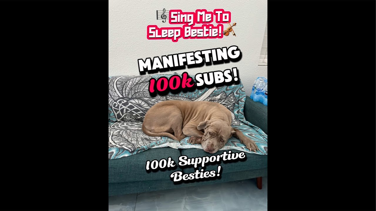 What’s Your Pet’s Favorite Lullaby Song⁉️🐶🎵 -Plz SUB Now‼️100k SUB Goal by 2025 ️🎉 - YouTube
