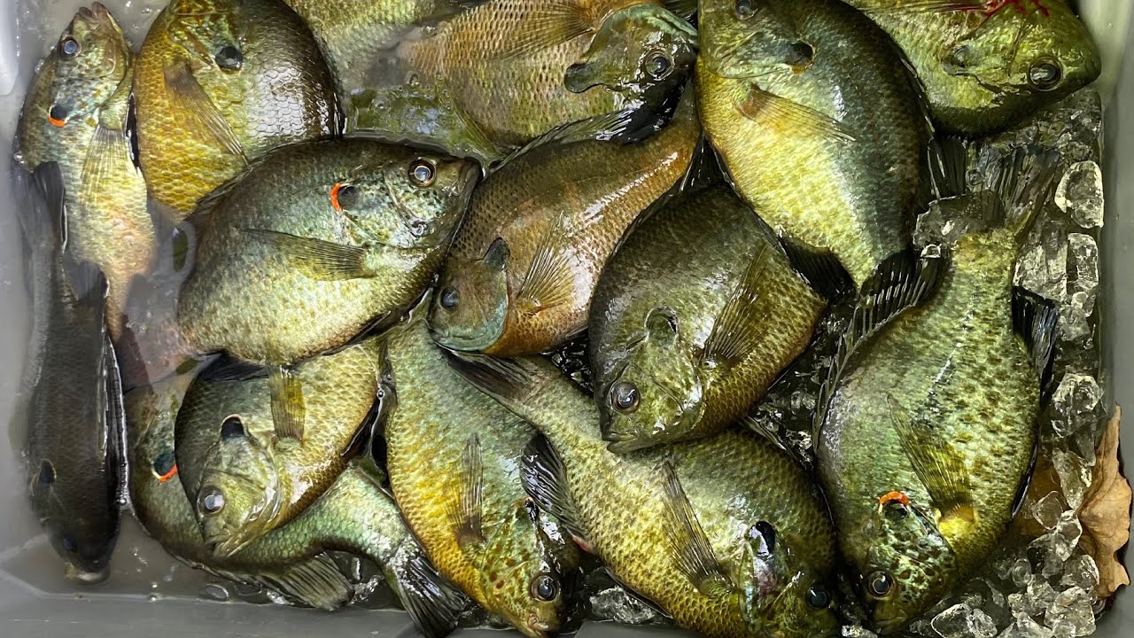 2 HOURS of BIG BLUEGILL and RED-EAR *SHELLCRACKER* Catch & Cooks ...