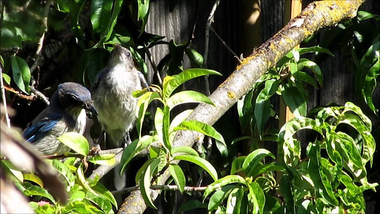 Birds foraging on a peach tree - YouTube