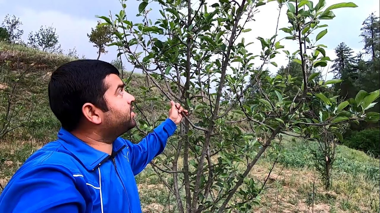 Apple Petal Fall Stage 🍎 - YouTube