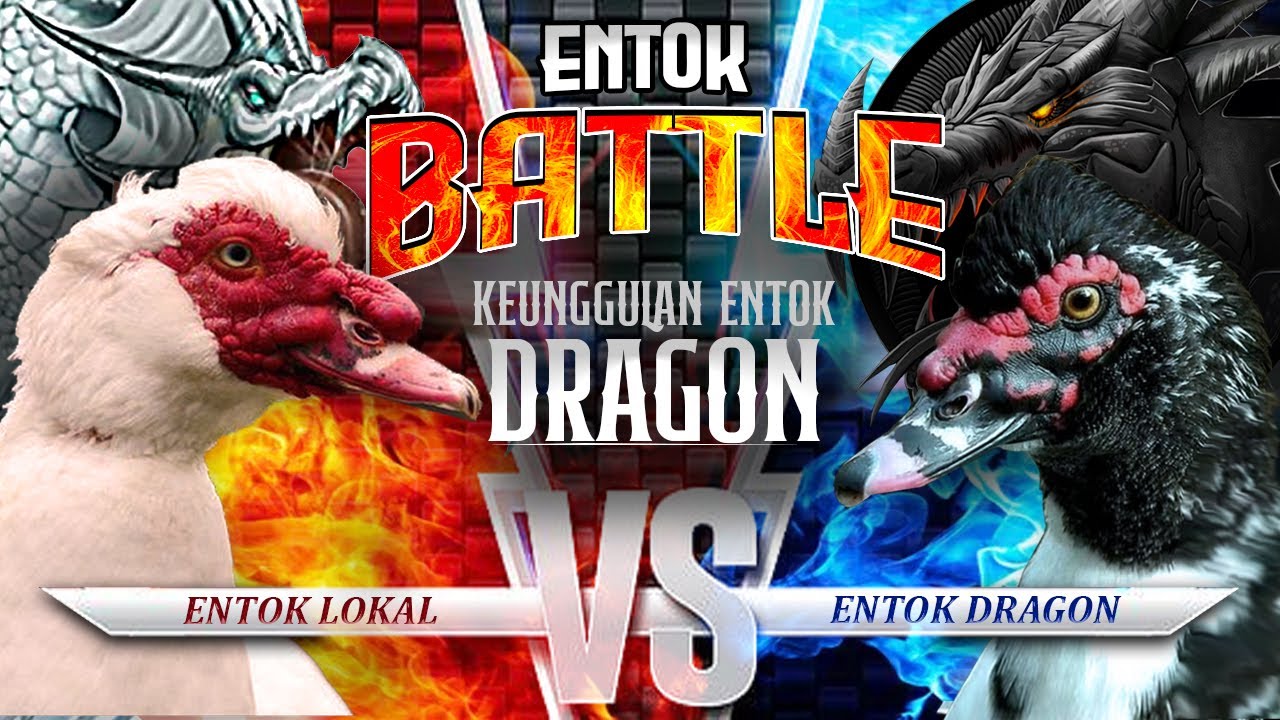 Wajib di ketahui !!! Keunggulan entok dragon - YouTube