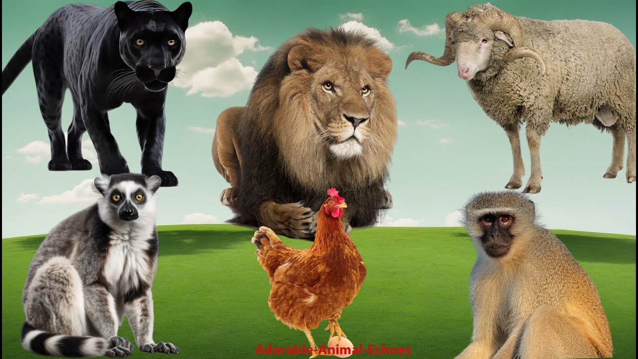 Cute Little Animals: Lemur, Lion, Monkey, Bighorn Sheep, Cougar ...