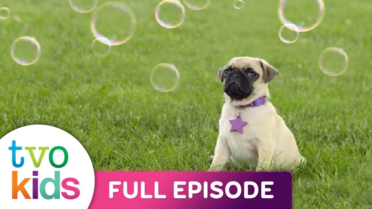 Cutie Pugs - Bubbles - Full Episode - YouTube