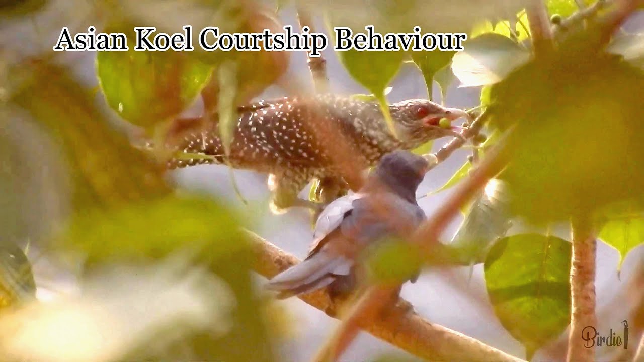 Asian Koel Courtship Behaviour | Asian Koel Regurgitating | Birdie ...