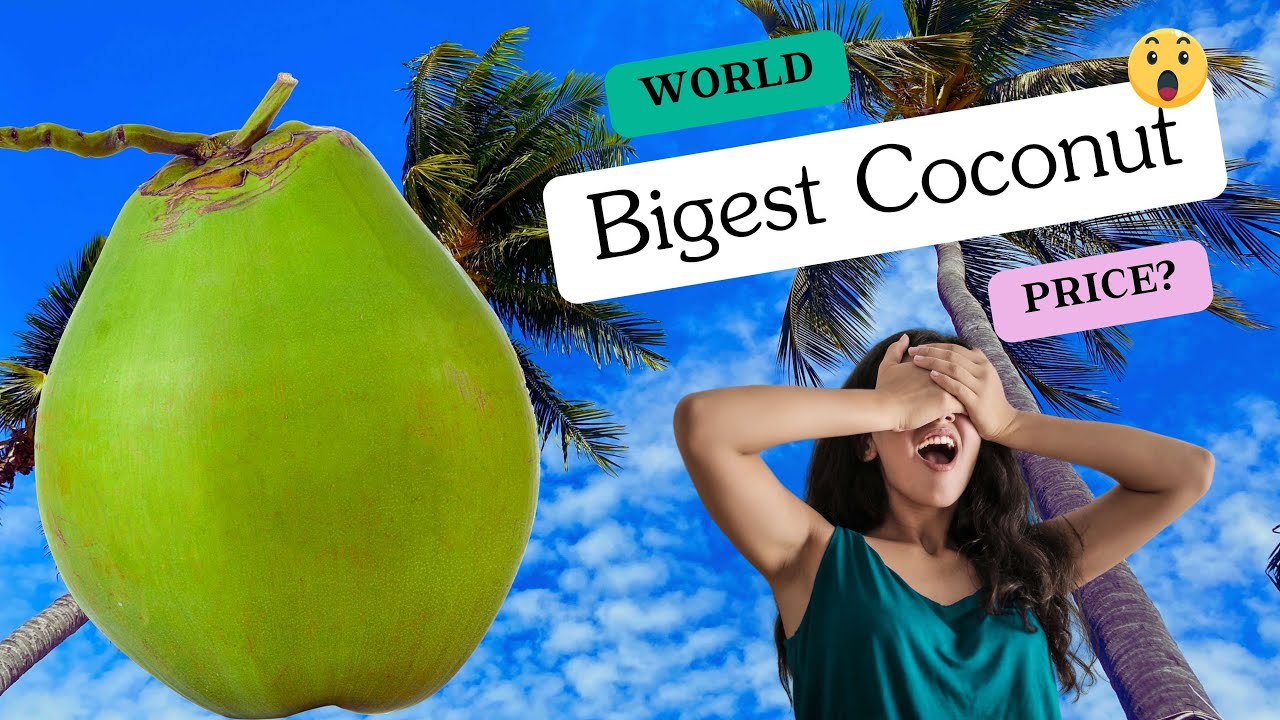 Biggest Coconut in The World 😱| Coconut #food #coconut # ...