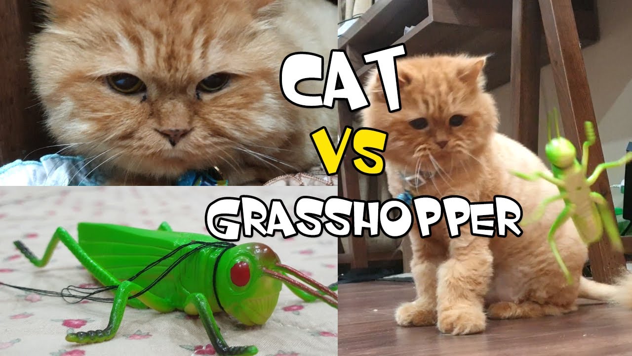 Cat vs grasshopper | Chip Home - YouTube
