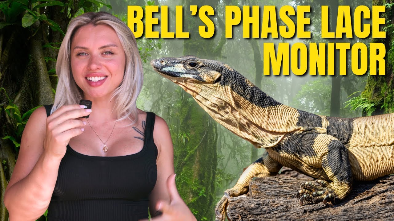 Meet My Rare Bell's Phase Monitors: Stunning Aussie Lizards! 🦎 - YouTube