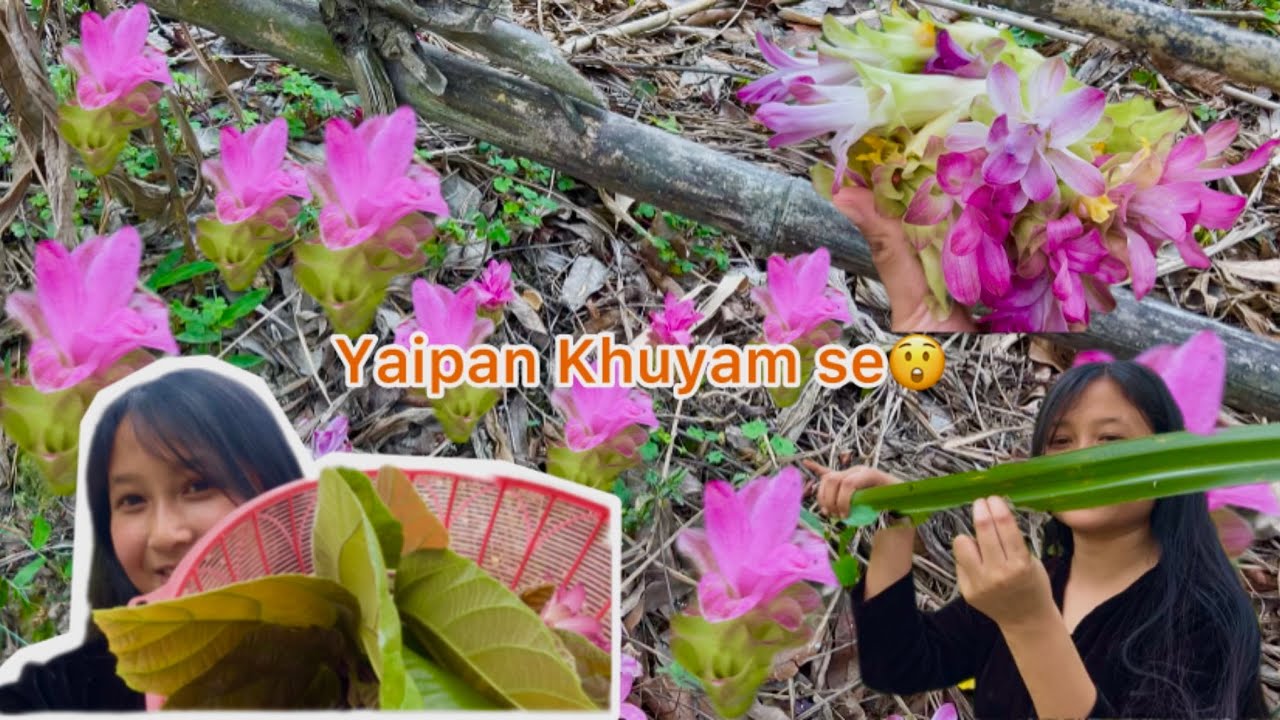 Yaipan(East Indian Arrowroot) hekuse//Ketuki haise keino Khangbro ...