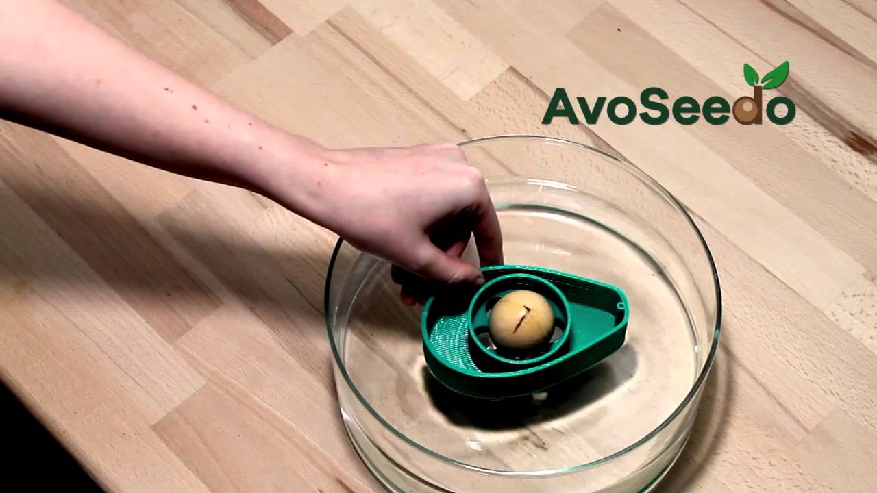 AvoSeedo - Grow your own Avocodo Tree with ease! - YouTube