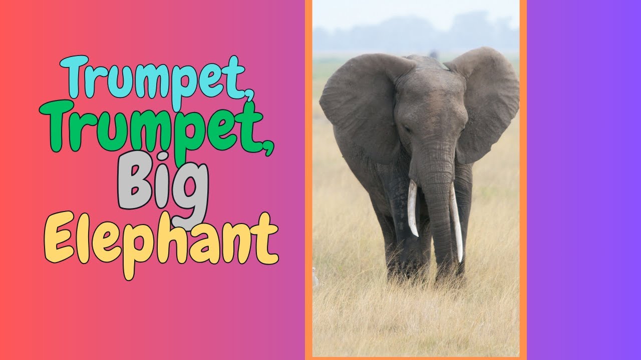 Trumpet, Trumpet, Big Elephant | More @swoopwoops - YouTube