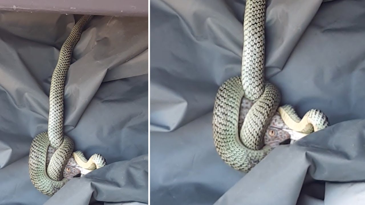 Tree Snake Eats Lizard In Family's Home - YouTube