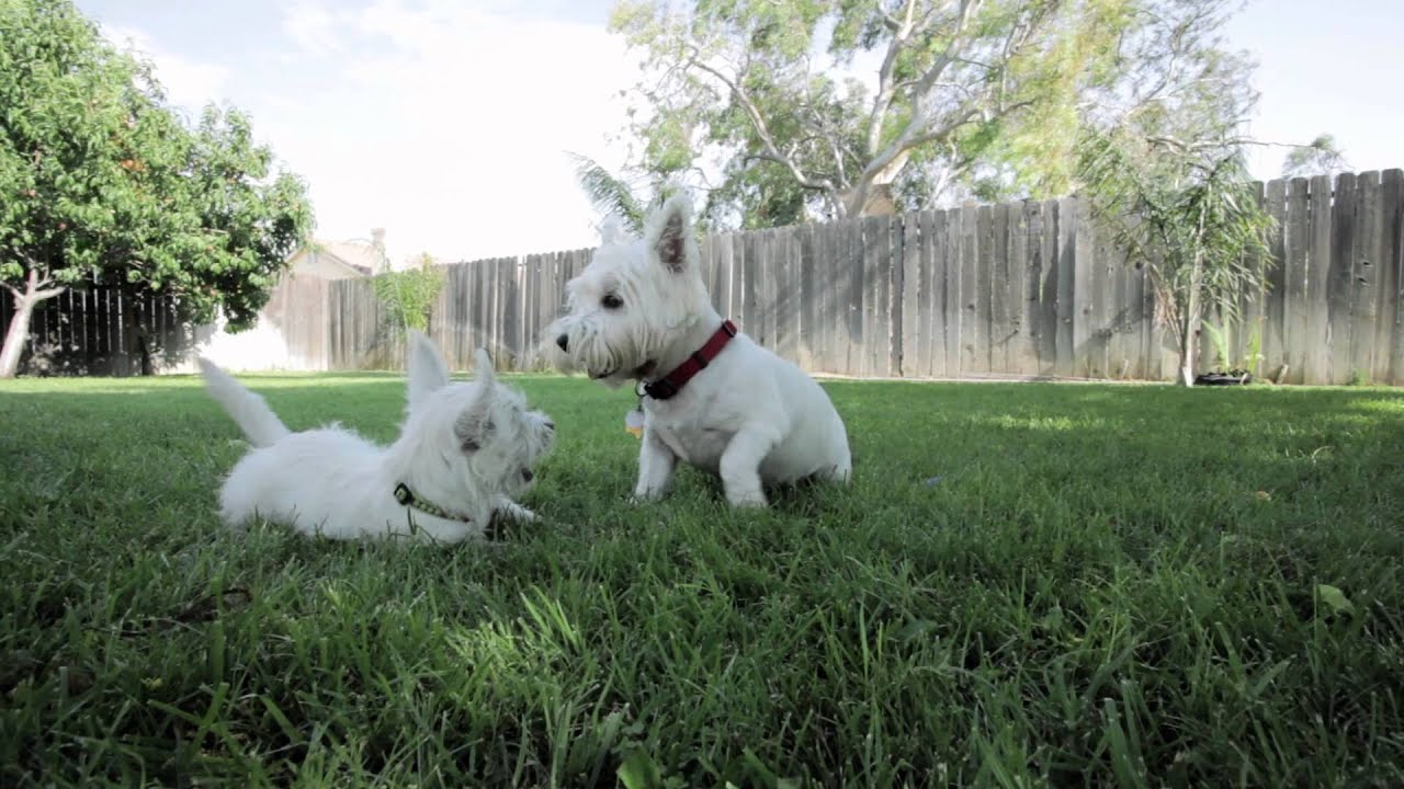Our Westies Having Fun! - YouTube