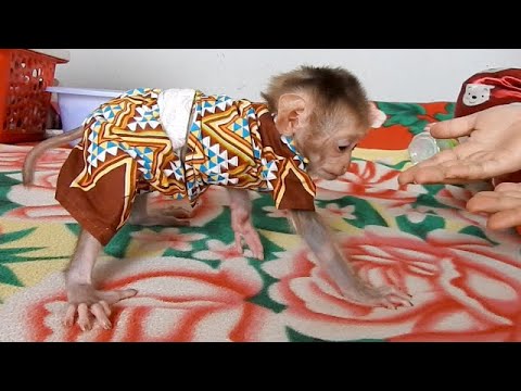 OMG!! So Gorgeous Monkey Dody Get More Strong Bone For Walking Playing ...