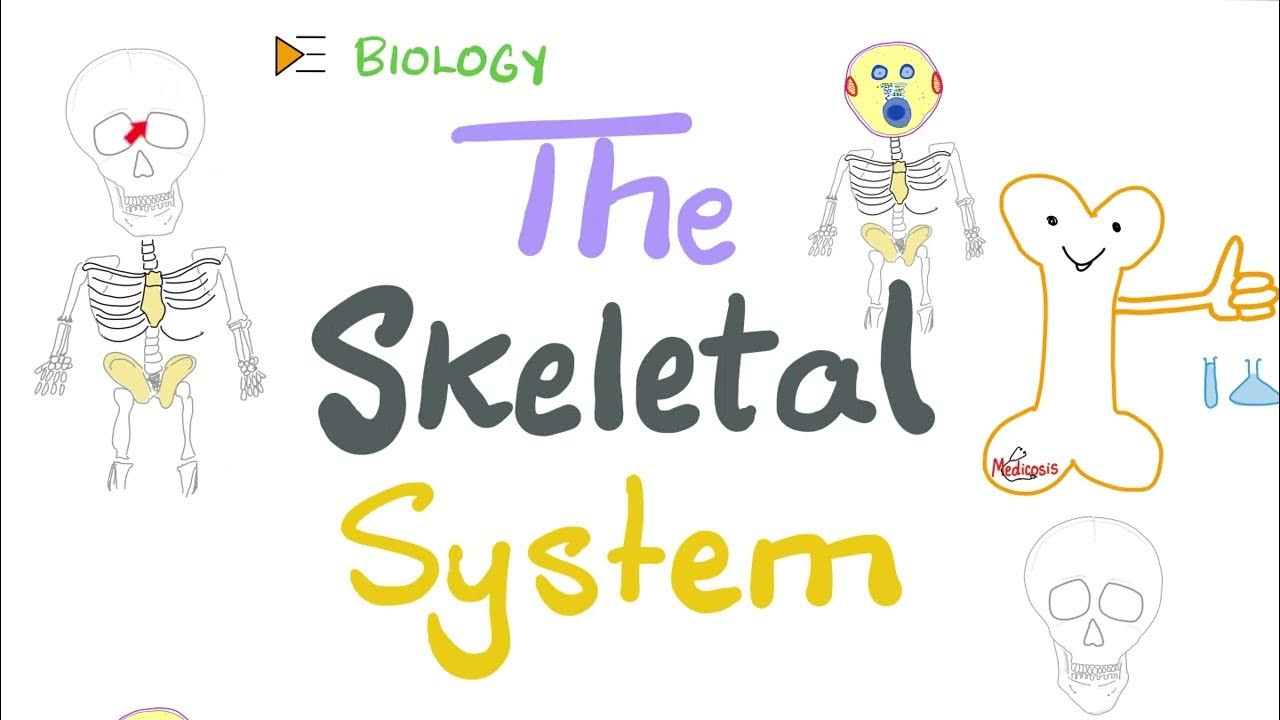 The skeleton…The skeletal system (Bone, Cartilage, Joint & Ligament ...