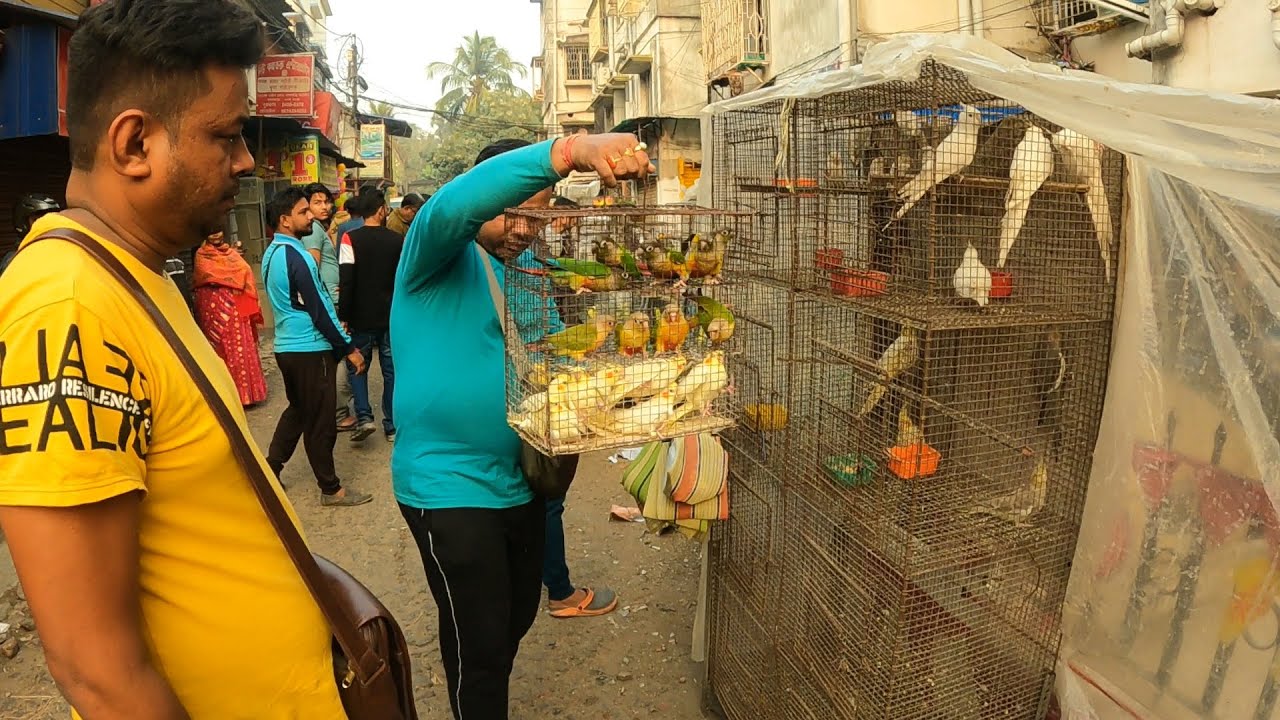 Exotic bird price in Kolkata, Garia, South Kolkata - YouTube