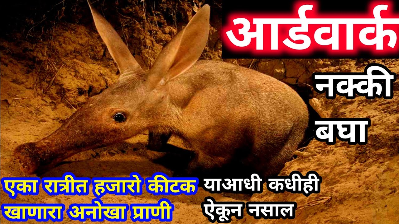 aardvark vishay mahiti | aardvark chi mahiti | aardvark prani chi ...