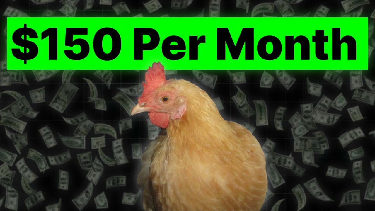 How Much Does It Cost To Own Chickens? (Cost Breakdown) - YouTube