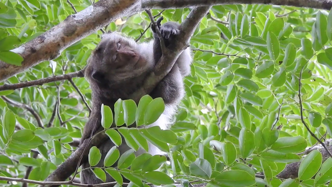 King Monkey, Brutus Has Deep Sleeping - YouTube