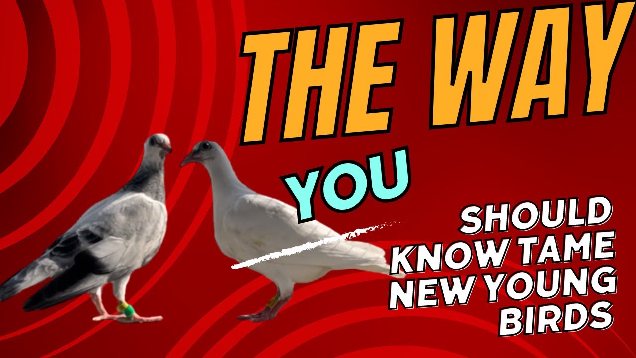 “Taming New Young Birds: A Must-know Guide!” - YouTube