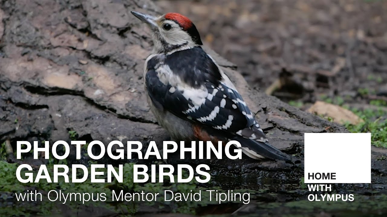 Photographing Garden Birds with Olympus Mentor David Tipling - YouTube
