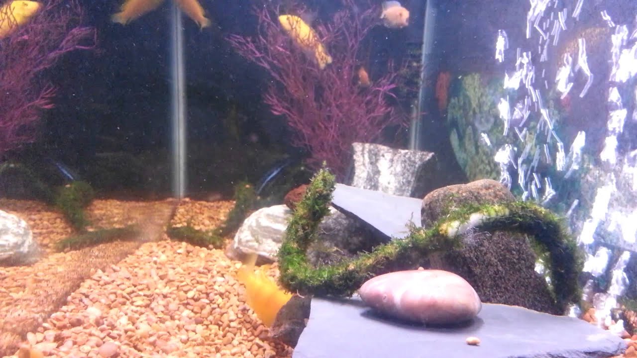 Fish Digging Rocks #1 - YouTube