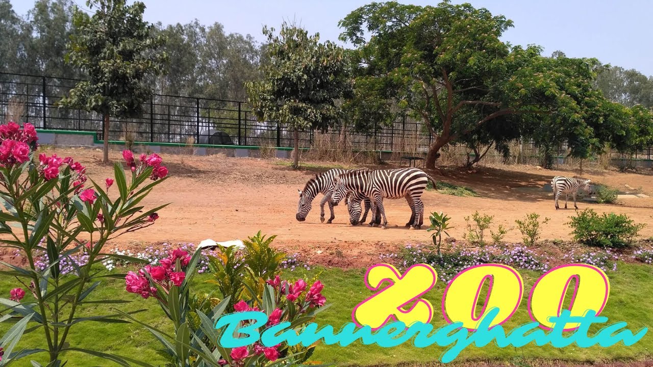 Bannerghatta Zoo !! Zoo !! Bangalore - YouTube