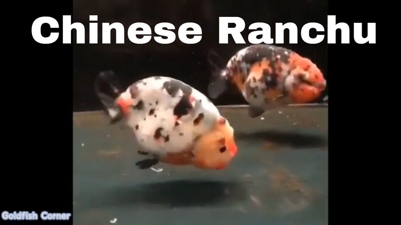 Chinese Ranchu Goldfish 中国兰寿金鱼👉 - YouTube