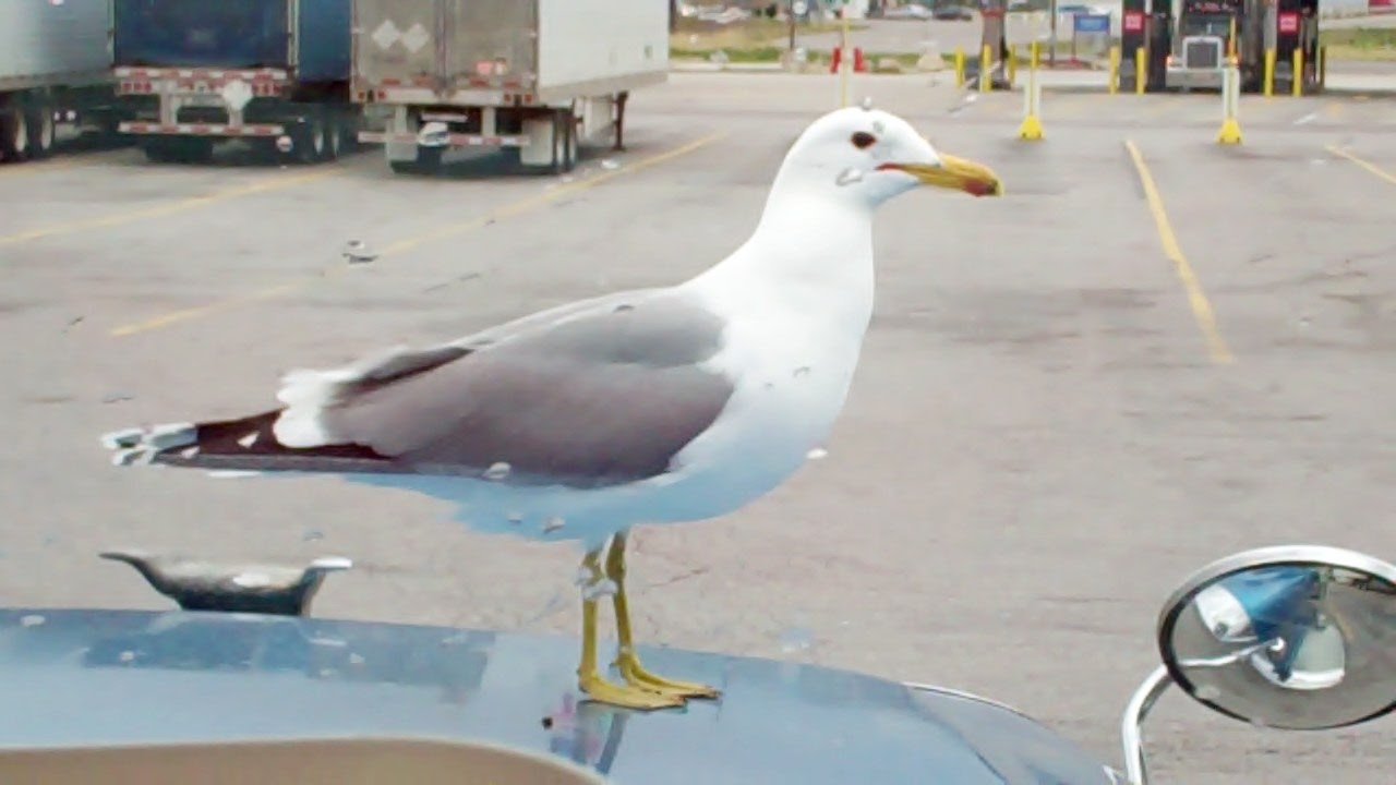 One Good Seagull - YouTube