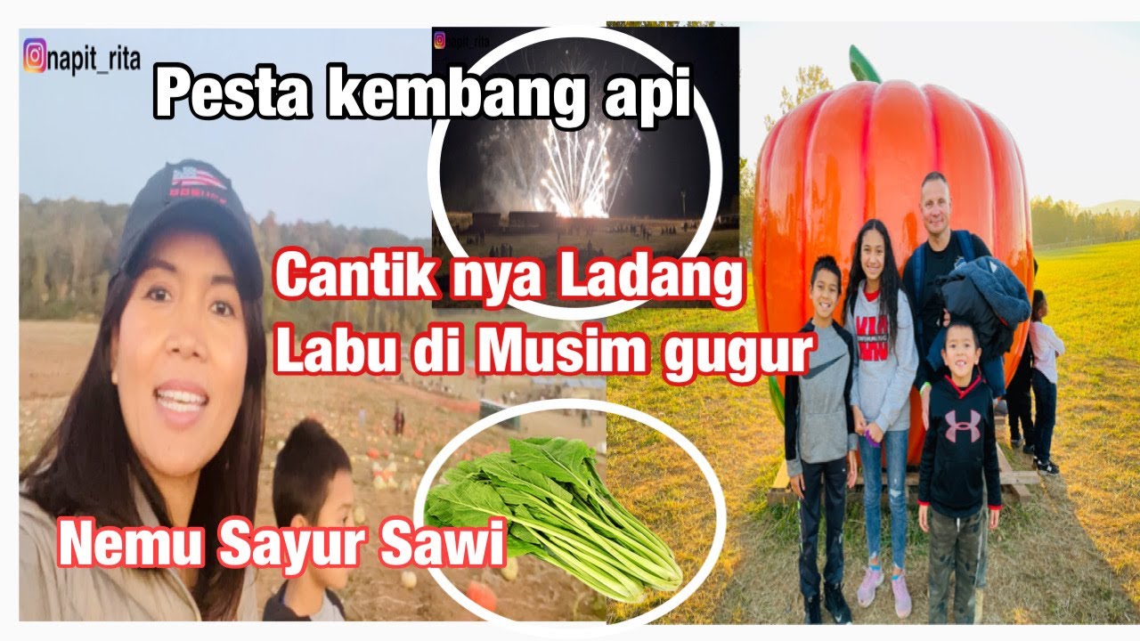 NEMU SAWI HIJAU DILADANG PUMPKIN LANGSUNG KALAP PANEN :) | CANTIK NYA ...