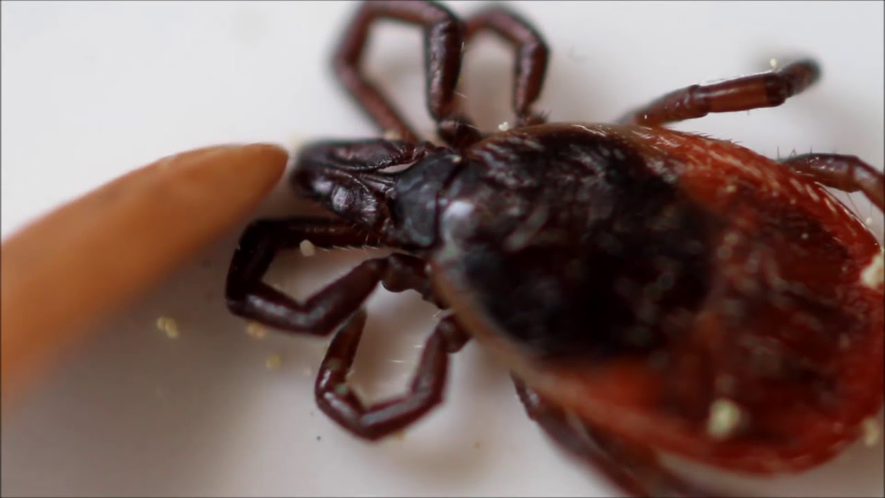 Tick seeking prey closeup (Haller's Organ) - YouTube