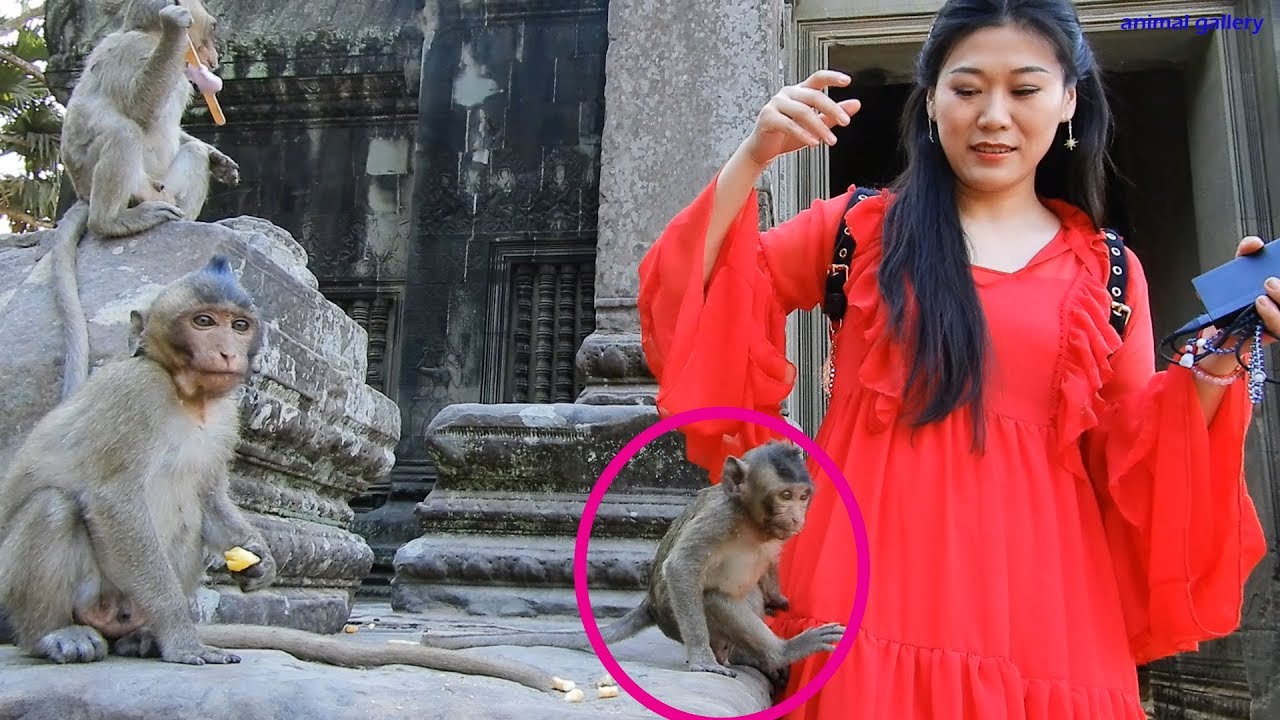 Amazing Copper chasing tourists and make them happy - YouTube