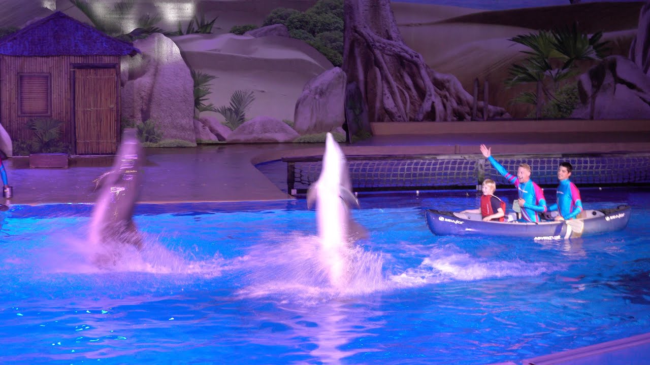 Dolfijnen show Dolphin Bay Adventure Boudewijn Seapark 2016. :) - YouTube