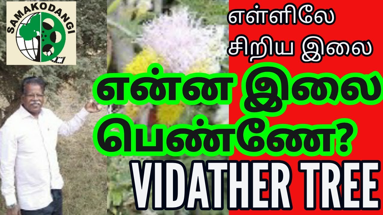 VIDATHER A HERBAL TREE OF TAMILNADU - எள்ளிலே சிறிய இலை என்ன இலை பெண்ணே ...