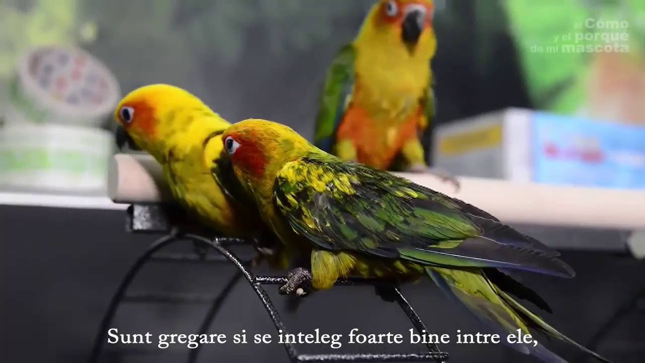 PASARI - Aratinga Soarelui - YouTube