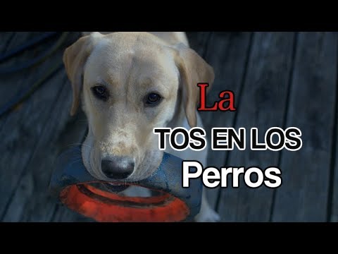 La Tos En Los Perros - YouTube