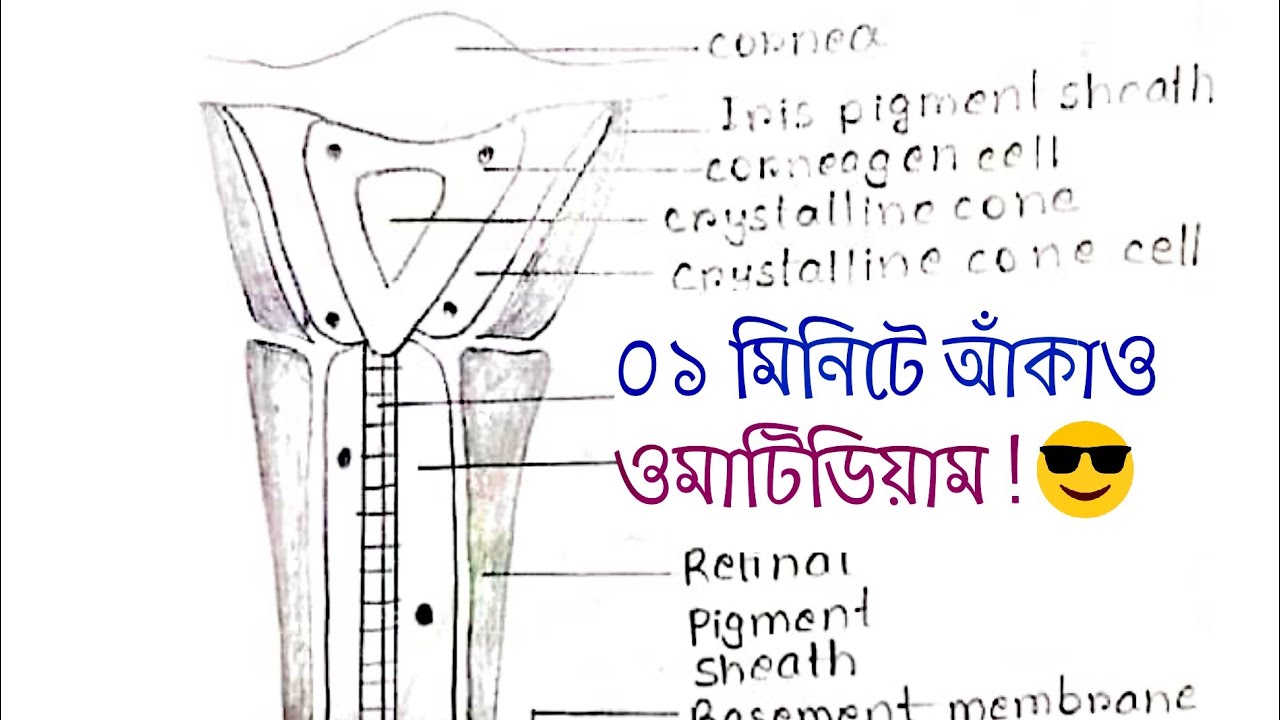 3.Grasshopper ommatidium।How to draw an ommatidium easily - YouTube
