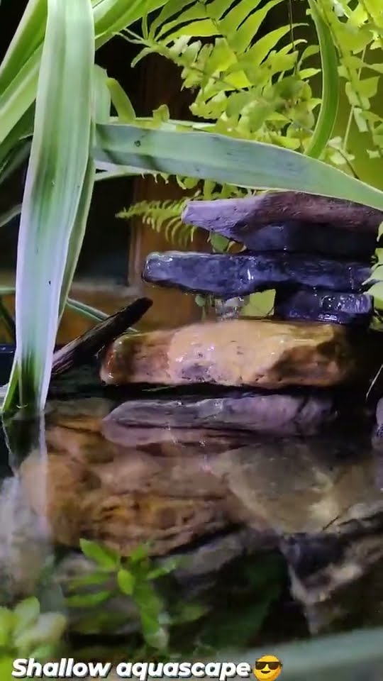 Shallow aquascape With internal Sump system - YouTube