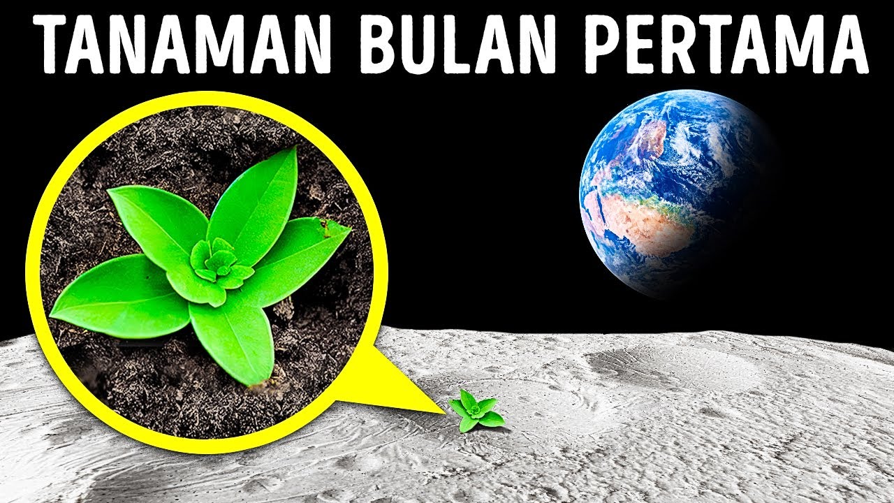 Ilmuwan Menumbuhkan Tanaman di Tanah Bulan + Berbagai Fakta Menakjubkan ...