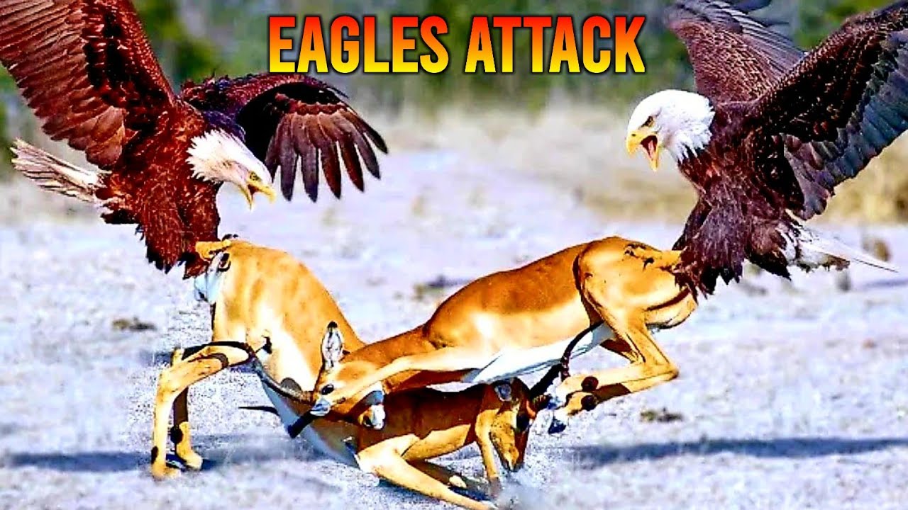 The Best of Eagle Attacks 2023 | 4K Videos - YouTube
