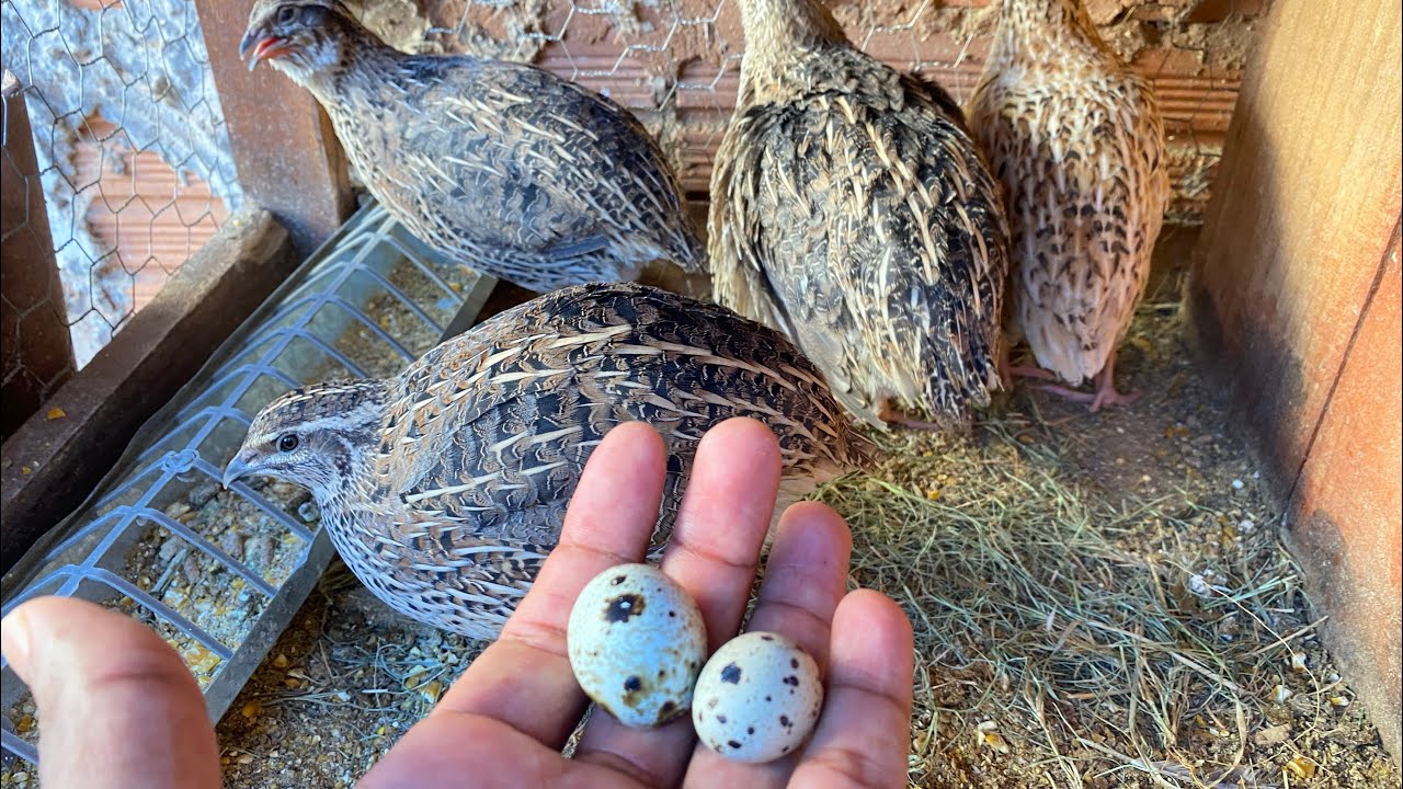Codornas GIGANTES e Normais começaram a botar primeiros ovos primeira ...