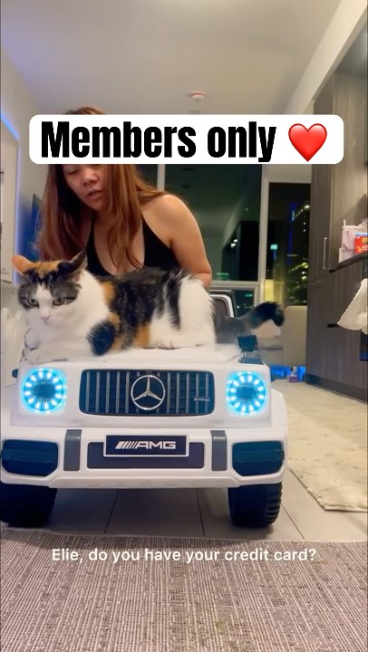 Pretending to take my cat to the drive-thru for a catpuccino ☕️🐱 #cat ...