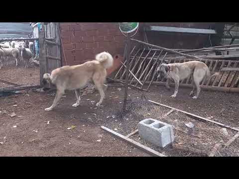 Kangal kavgası Kafkas kangalı